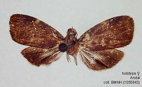Papua Insects Foundation (Lepidoptera/Immidae/Imma spanista)